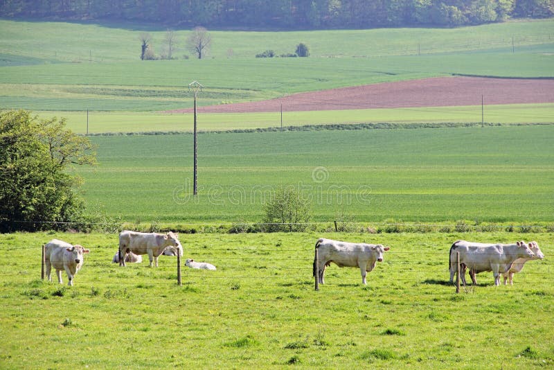 Normandy cows on pasture stock photo. Image of green - 49677732