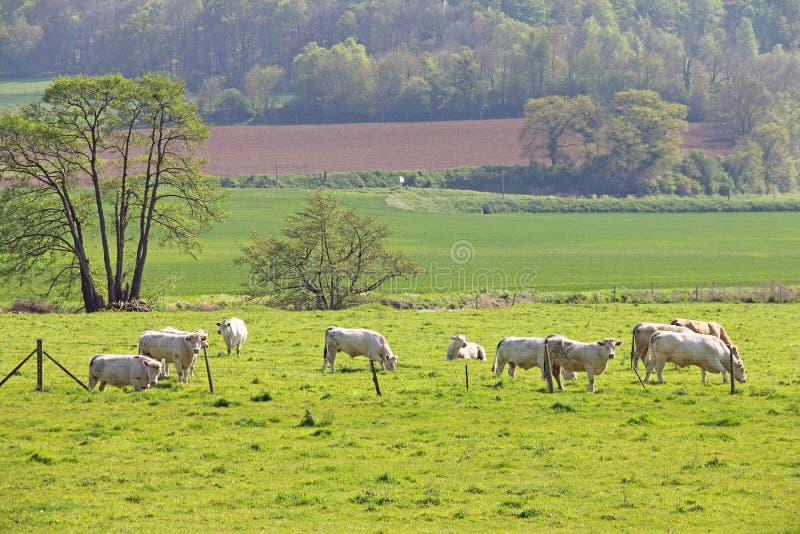 Normandy Cows stock image. Image of france, orange, yellow - 580365