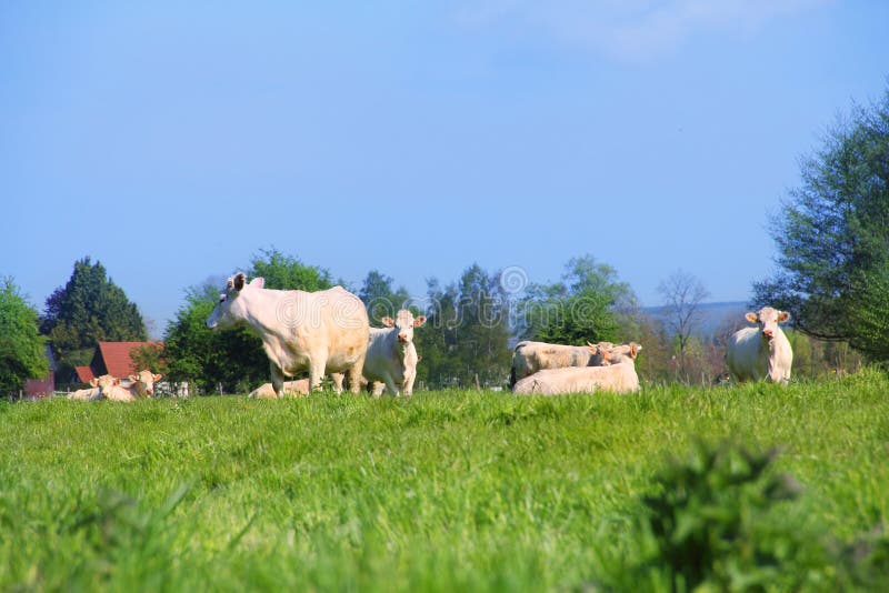 Normandy Cows stock image. Image of france, orange, yellow - 580365