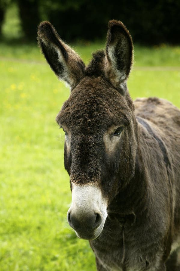 Normandy Donkey stock photo. Image of full, ungulate - 197571614