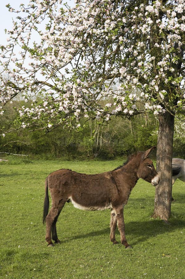 Donkey under tree stock image. Image of farm, domestic - 38219857