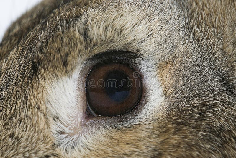 NORMANDY RABBIT, CLOSE-UP of EYE Stock Photo - Image of agriculture ...