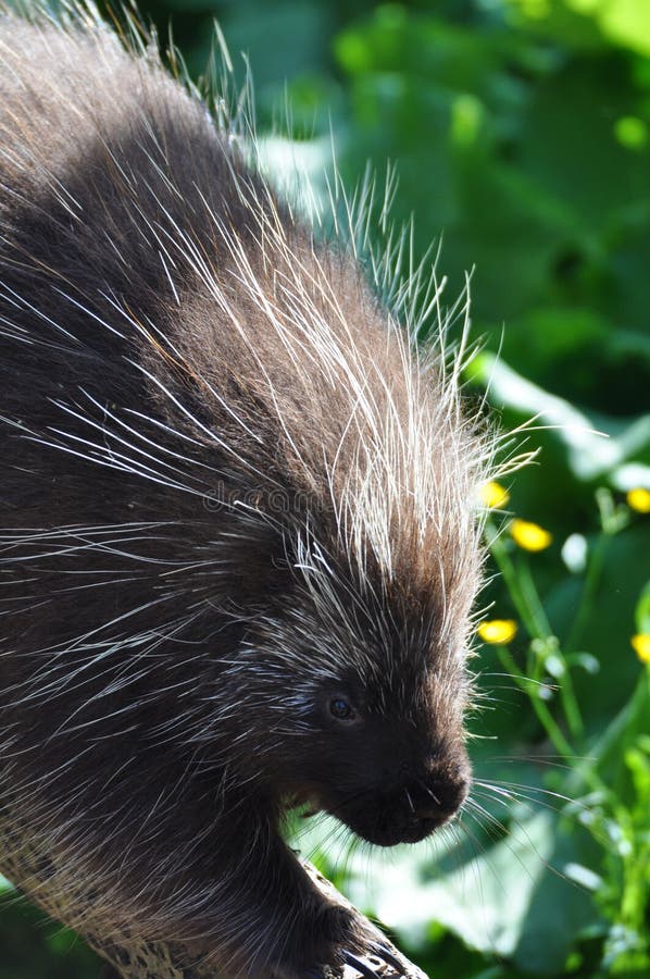 Norr - Amerikansk Ett Piggsvin Fotografering för Bildbyråer - Bild av ...