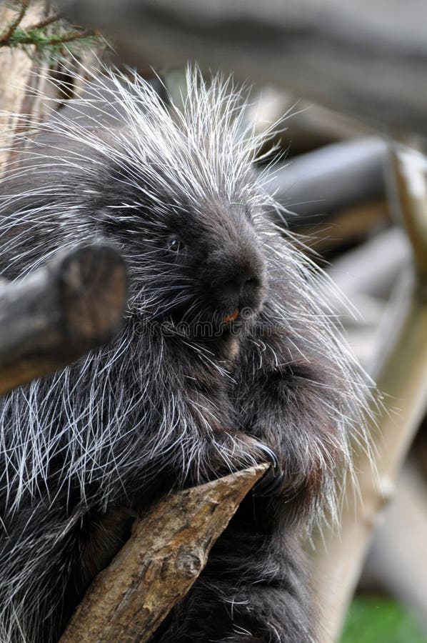 Norr - Amerikansk Ett Piggsvin Fotografering för Bildbyråer - Bild av ...