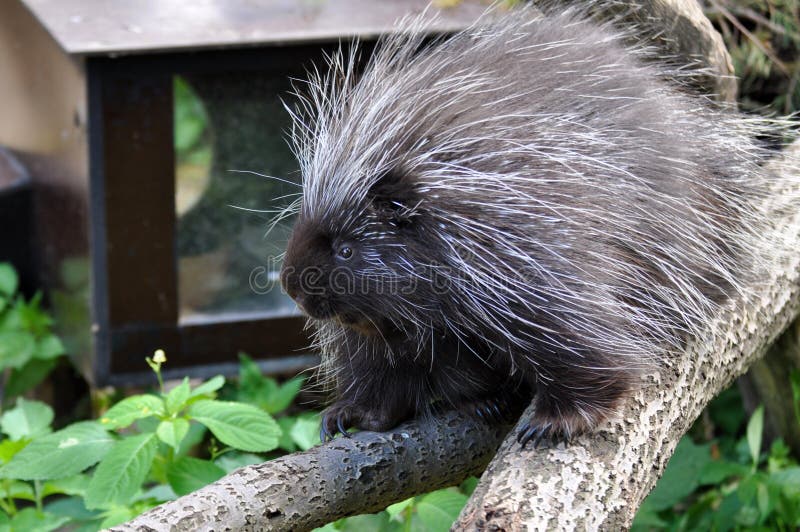 Norr - Amerikansk Ett Piggsvin Arkivfoto - Bild av full, kanadensare ...