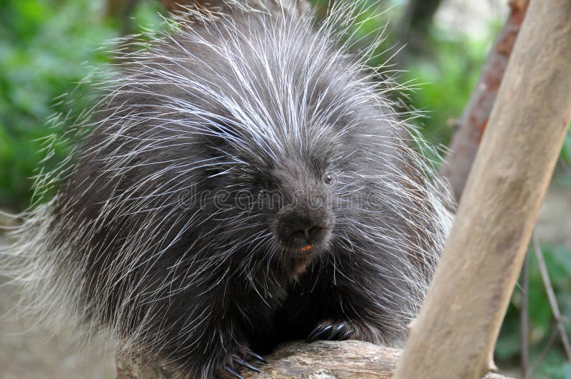 Norr - Amerikansk Ett Piggsvin Fotografering för Bildbyråer - Bild av ...