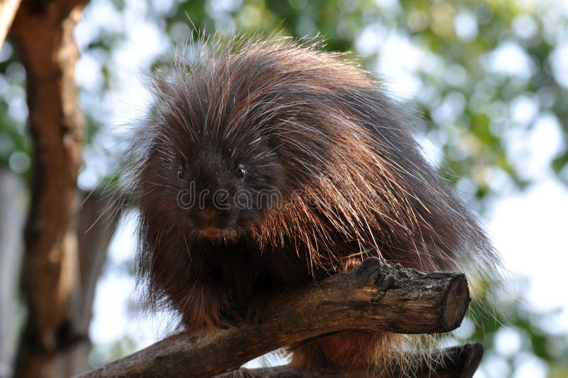 Norr - Amerikansk Ett Piggsvin Fotografering för Bildbyråer - Bild av ...