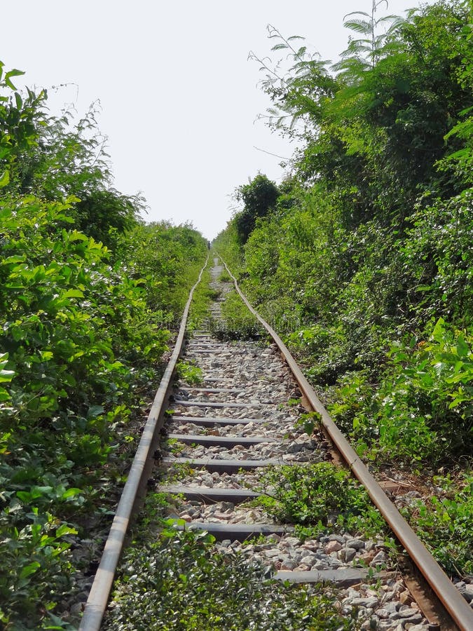 Norry stock photo. Image of outdoor, jungle, tree, asia - 43432526