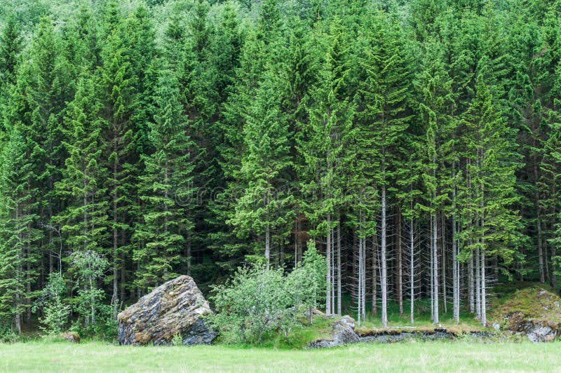 Norsk skog arkivfoto. Bild av skogar, grupp, stenar, vegetation - 34101704