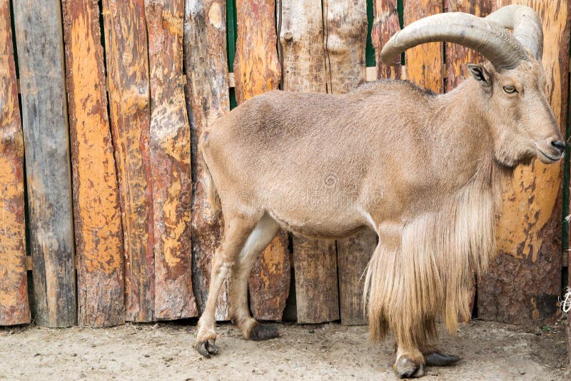 African Sheep stock photo. Image of sheep, animals, rock - 218296