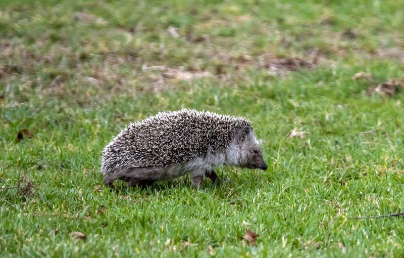 North African Hedgehog, Atelerix Algirus Stock Photo - Image of scene ...