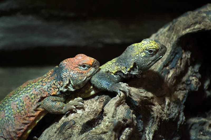North african gerbil stock image. Image of animal, nature - 25797761