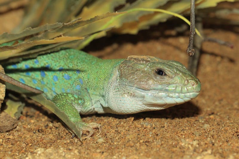 North African Ocellated Lizard Stock Photo - Image of north, animal ...