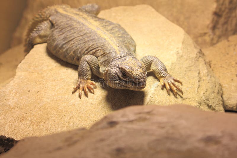 North african gerbil stock image. Image of animal, nature - 25797761