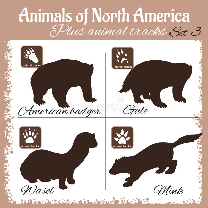 North America Animals and Animal Tracks, Footprints. Stock Vector ...