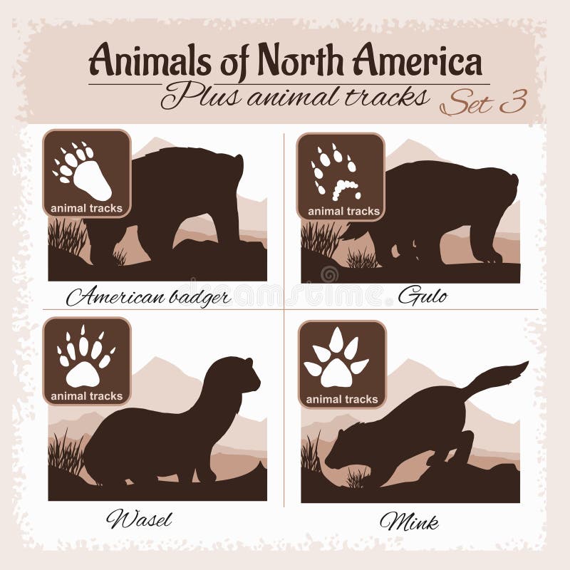North America Animals and Animal Tracks, Footprints. Stock Vector ...