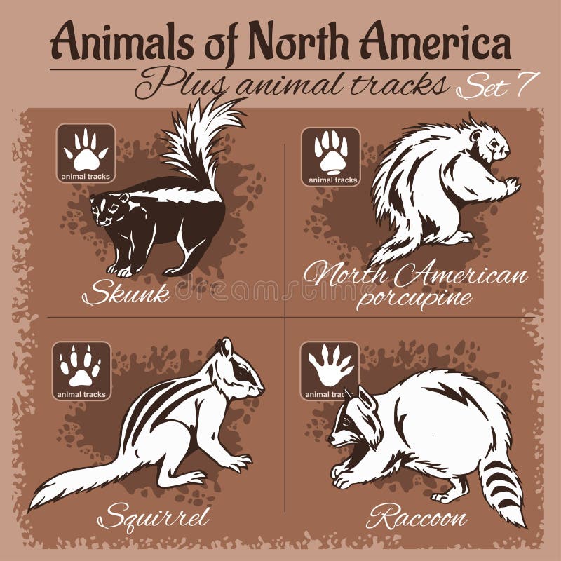 Animal Footprints - North American Animals Stock Vector - Illustration ...