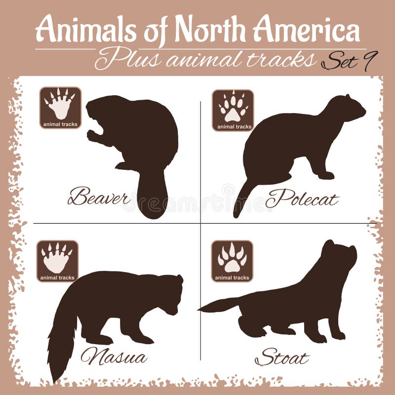 Animal Tracks - North American Animals Stock Vector - Illustration of ...