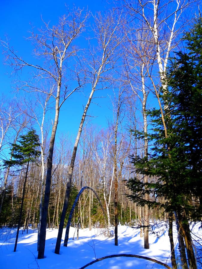 North America, Canada, Forest Under the Snow Stock Photo - Image of ...