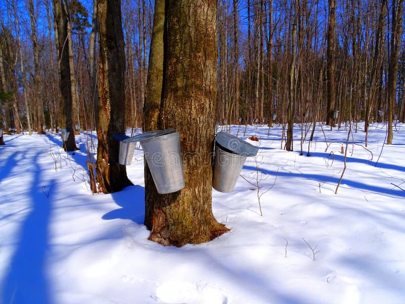 Canada, Province of Quebec, Maple Forest Stock Image - Image of gather ...