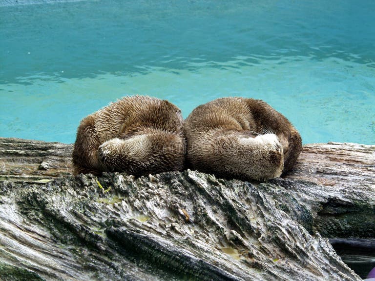 Animals Otter Log Stock Photos - Free & Royalty-Free Stock Photos from ...
