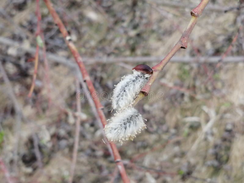 White Willow Fluff and Seeds in Spring Stock Photo - Image of plant ...