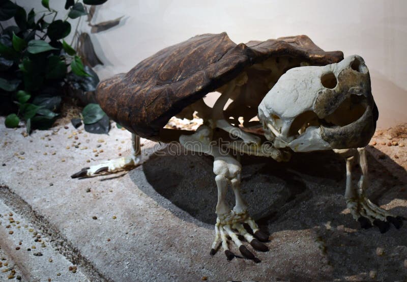 Skeleton Dead Snapping Turtle Stock Photos - Free & Royalty-Free Stock ...