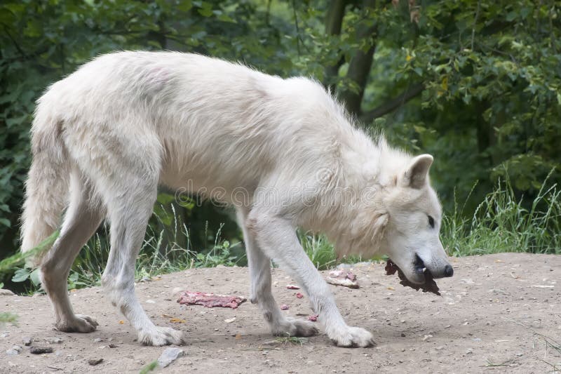 Arctic Wolf Eating stock image. Image of kill, animal - 28165375