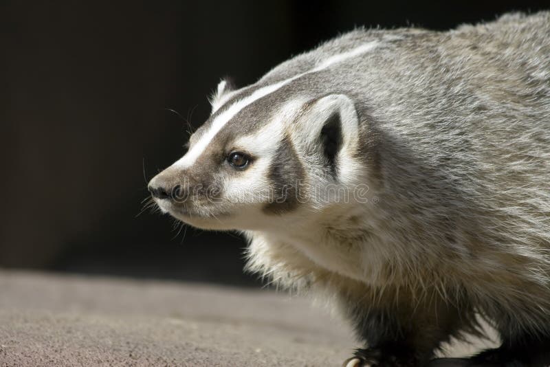 North American Badger stock photo. Image of carnivore - 9018596
