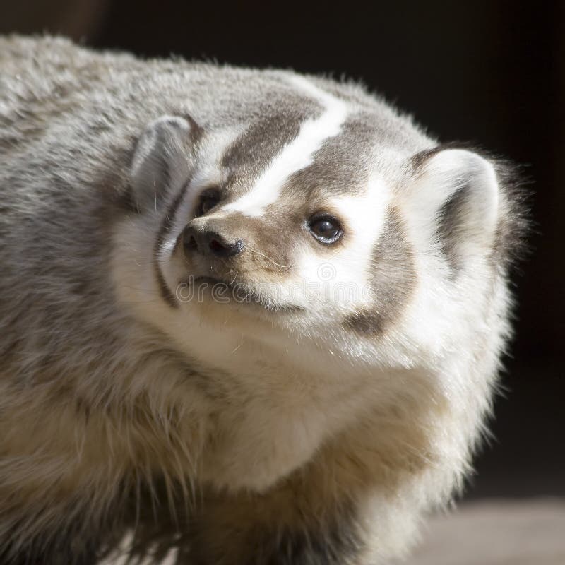 North American Badger Portrait Stock Image - Image of predator, coarse ...