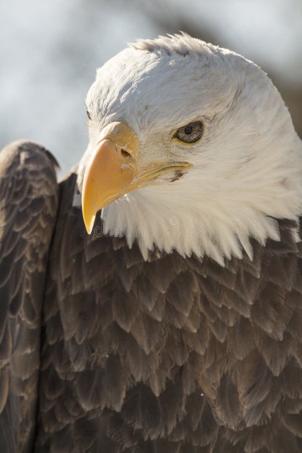 Old North American Bald Eagle Bowing His Head Stock Image - Image of ...