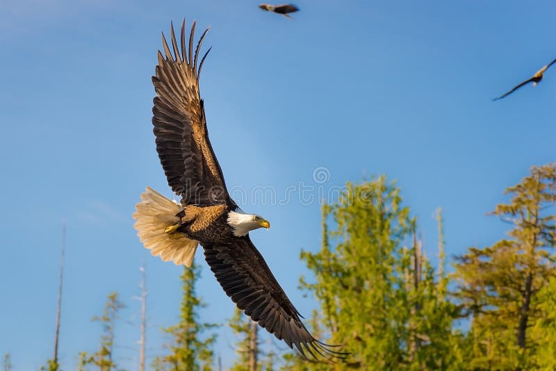 North American Bald Eagle in Mid Flight Stock Photo - Image of falconry ...