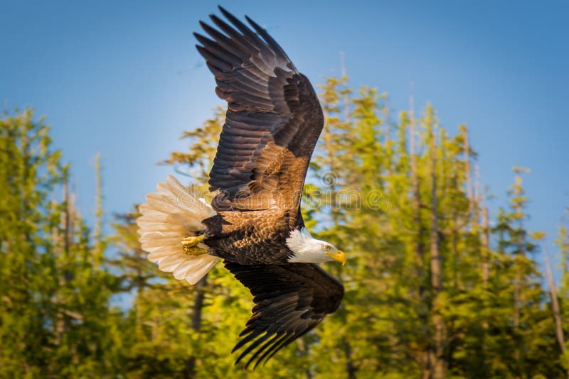 North American Bald Eagle in Mid Flight Stock Image - Image of american ...