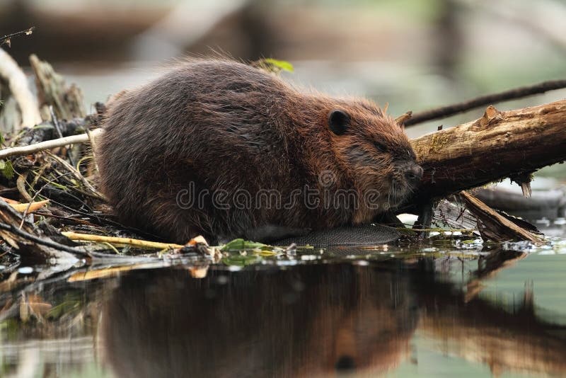 North American Beaver Yawning Stock Image - Image of canadensis ...