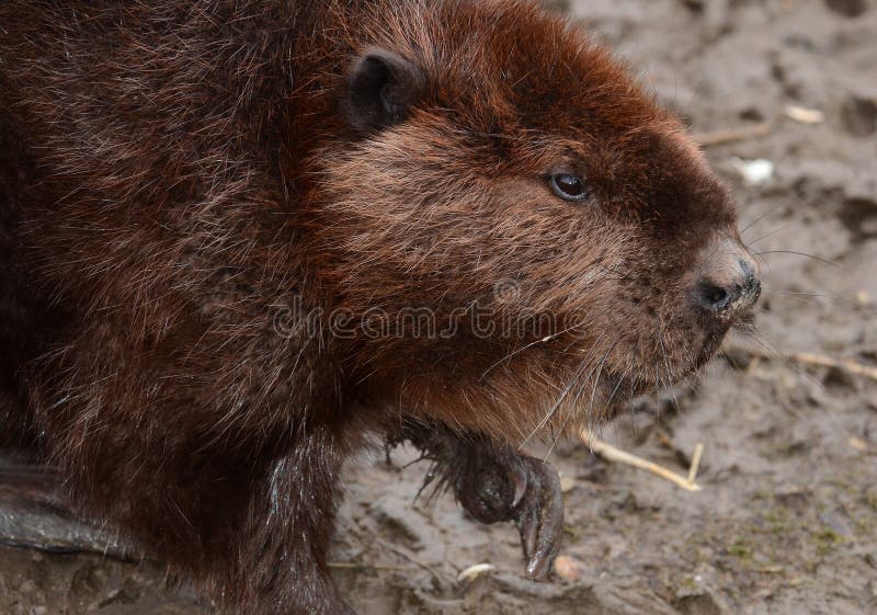 North American Beaver stock image. Image of aquatic, gnaw - 22684945