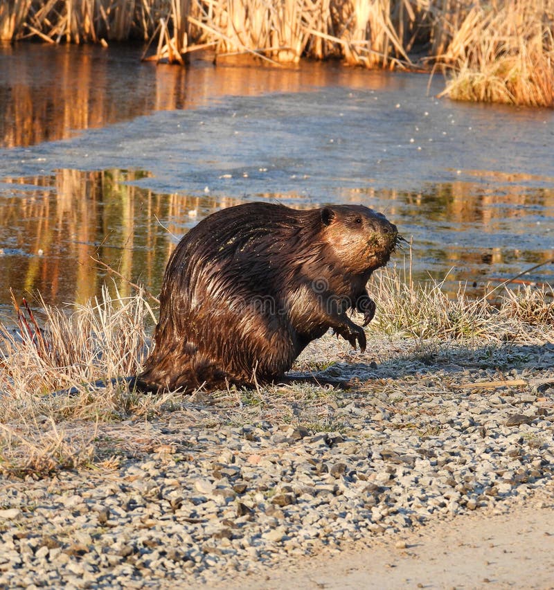 Nanci Mccraine (Mccrainemercantile) - Photographer profile