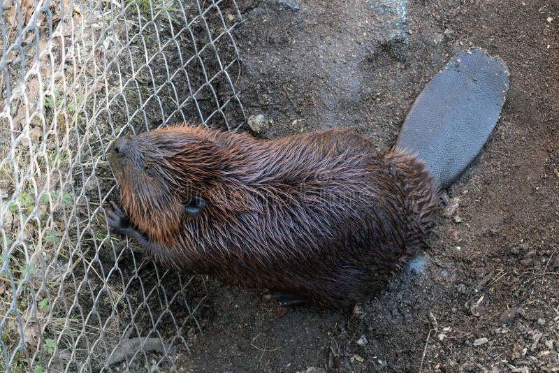 North American Beaver, Castor Canadensis Stock Photo - Image of people ...