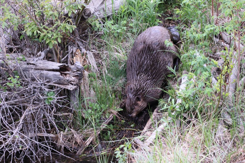 North American Beaver (Castor Canadensis) Alberta Canada Stock Image ...