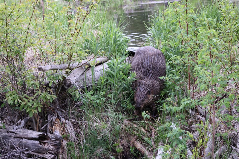 North American Beaver (Castor Canadensis) Alberta Canada Stock Image ...