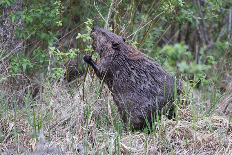 North American Beaver (Castor Canadensis) Alberta Canada Stock Image ...