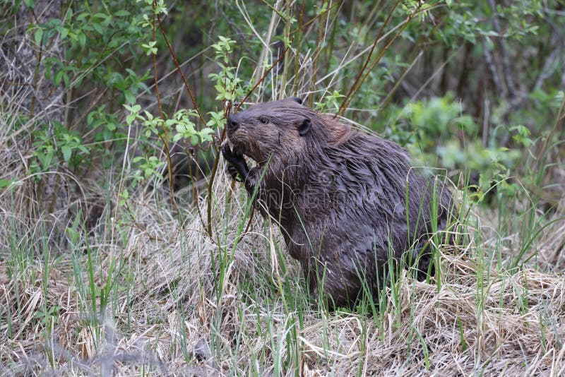North American Beaver (Castor Canadensis) Alberta Canada Stock Image ...