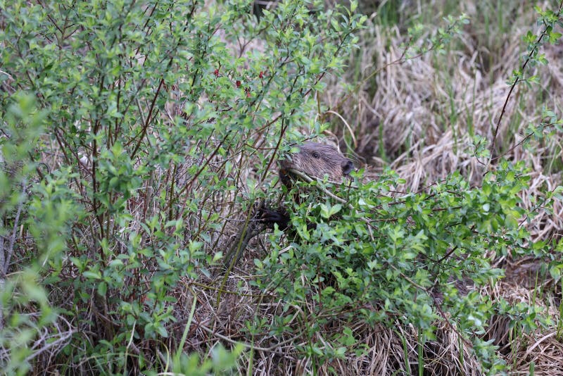 North American Beaver (Castor Canadensis) Alberta Canada Stock Image ...