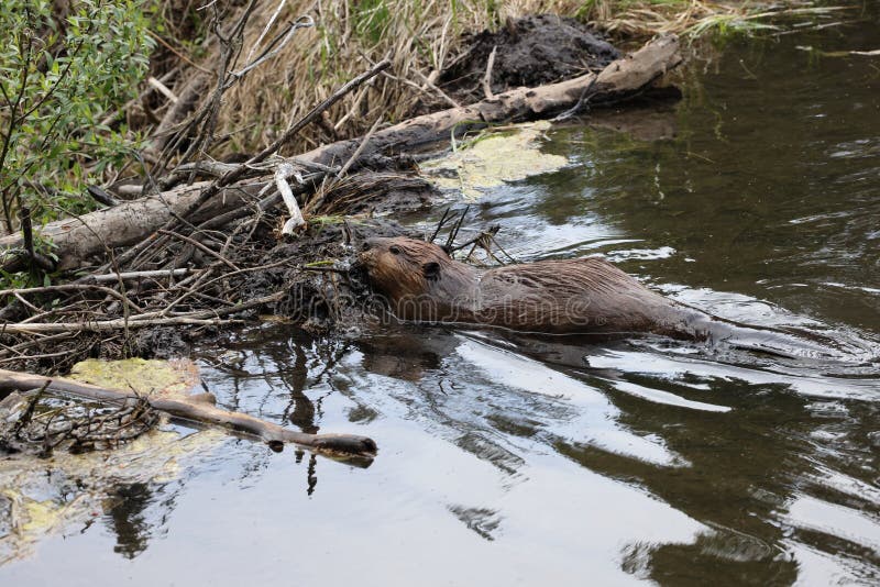 North American Beaver (Castor Canadensis) Alberta Canada Stock Photo ...
