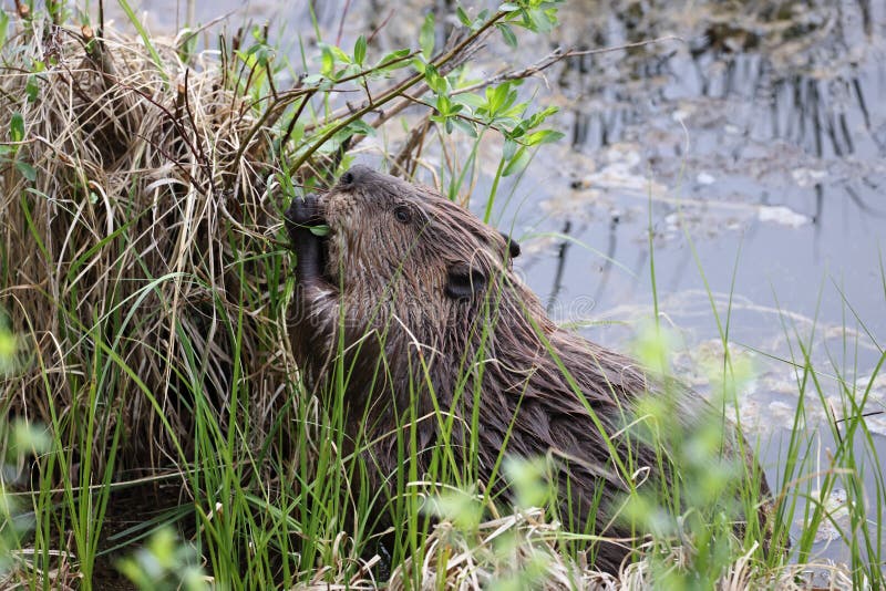 North American Beaver (Castor Canadensis) Alberta Canada Stock Photo ...