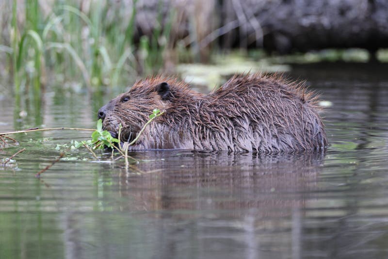 North American Beaver (Castor Canadensis) Alberta Canada Stock Photo ...