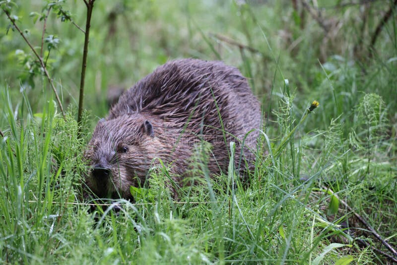 North American Beaver (Castor Canadensis) Alberta Canada Stock Photo ...