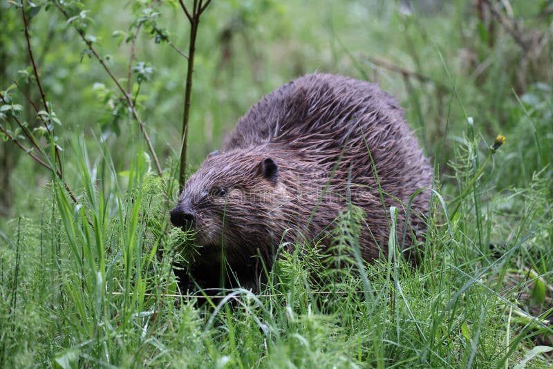 North American Beaver (Castor Canadensis) Alberta Canada Stock Image ...