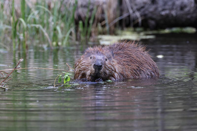 North American Beaver (Castor Canadensis) Alberta Canada Stock Image ...