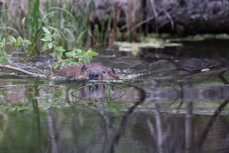 North American Beaver (Castor Canadensis) Alberta Canada Stock Photo ...