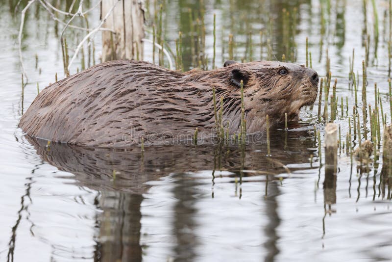 North American Beaver (Castor Canadensis) Alberta Canada Stock Image ...
